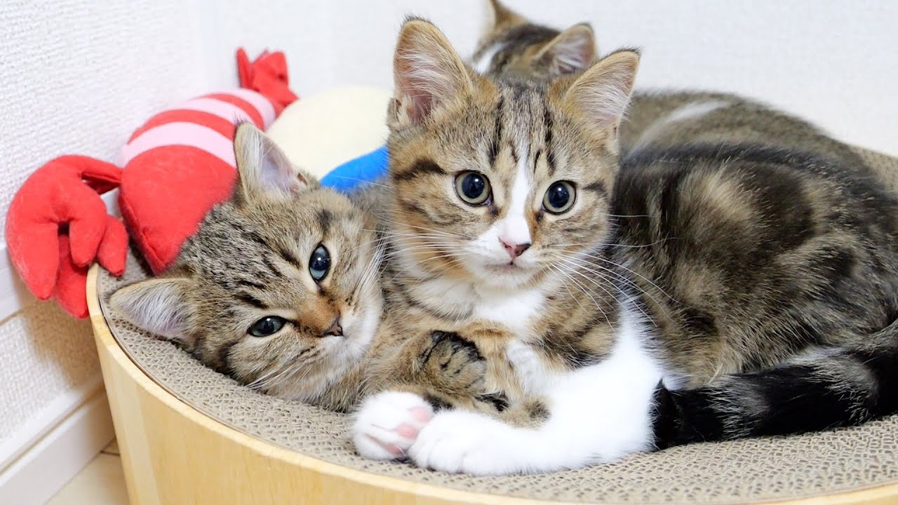 Adorable time for sibling cats to make out... - YouTube