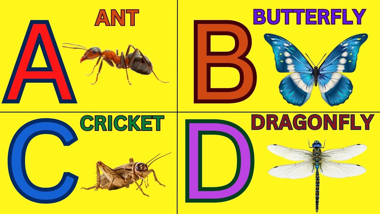 ABC Insects /Learn Alphabet with insects for Toddlers & Kids/ #insects ...