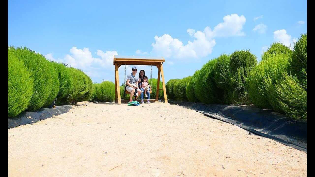 Yangju Nari Park (양주시 나리공원 체험관광농원) to see the globe amaranth (천일홍 ...