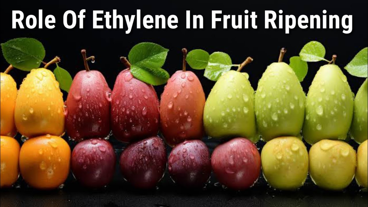 Role Of Ethylene In Fruit Ripening | Lec. 76 | Plant Physiology - YouTube