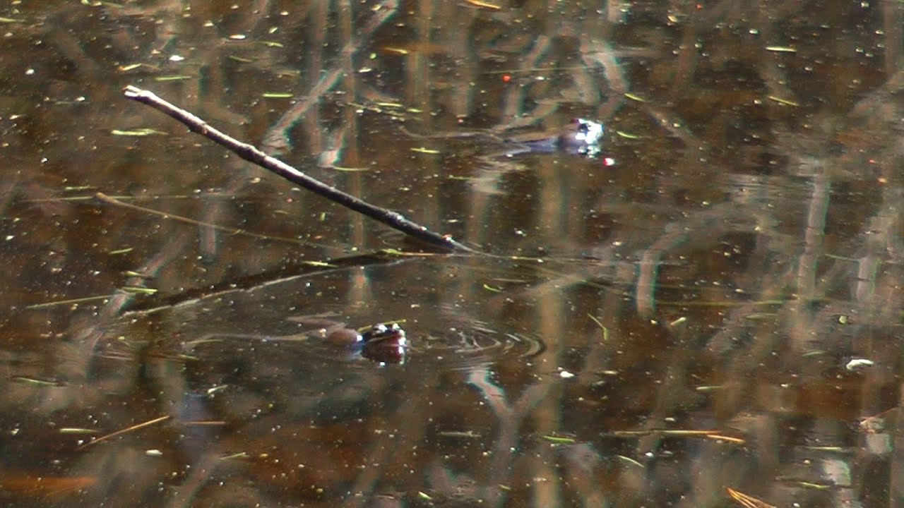 Quacking Frogs in Springtime - YouTube