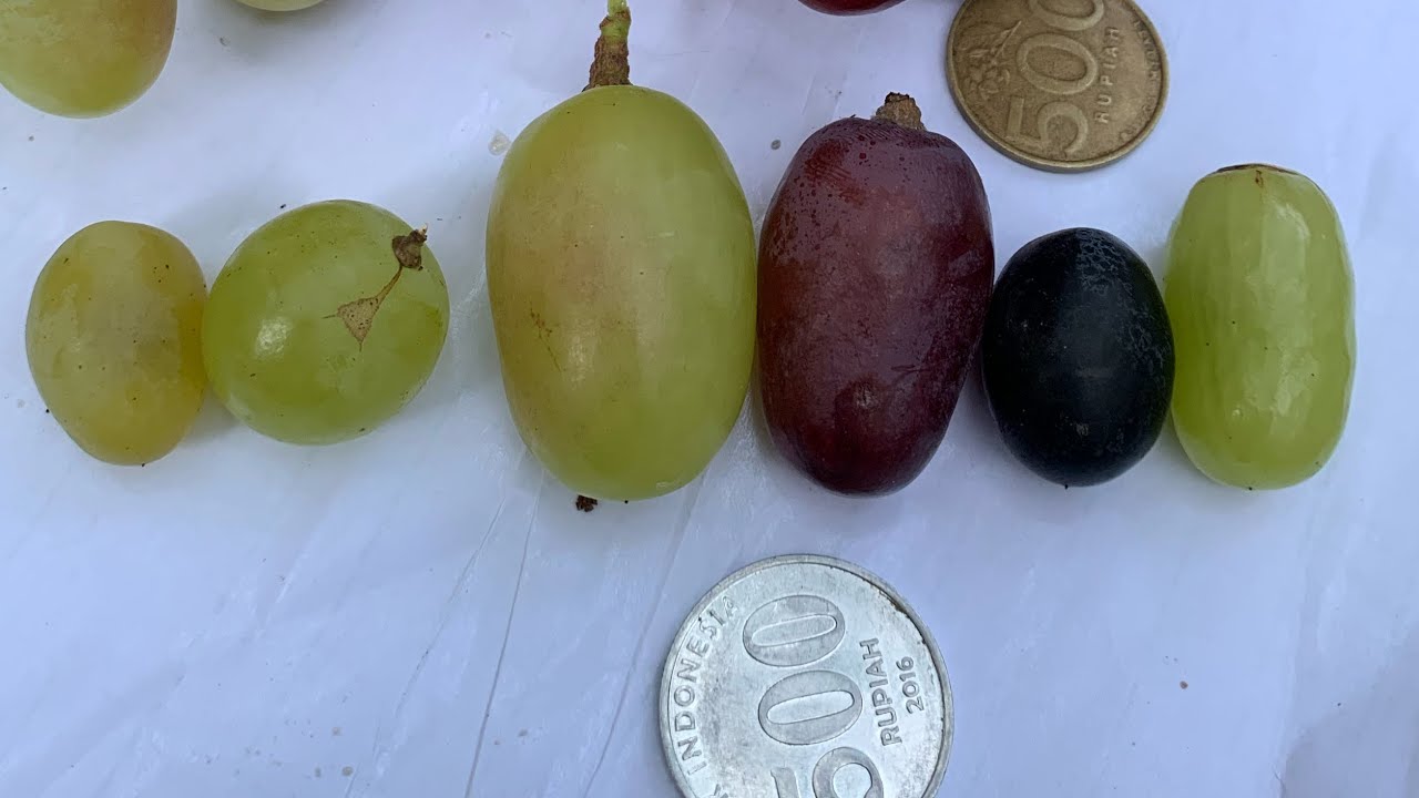 Anggur Nemas vs Harold, Julian, Urum, Heliodor dan No name - YouTube