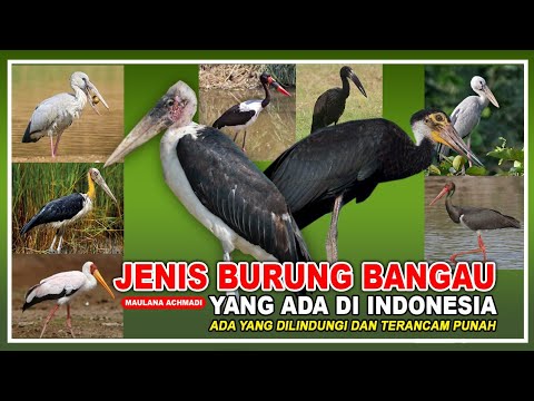 JENIS BURUNG BANGAU YANG ADA DI INDONESIA | BURUNG BANGAU DILINDUNGI ...