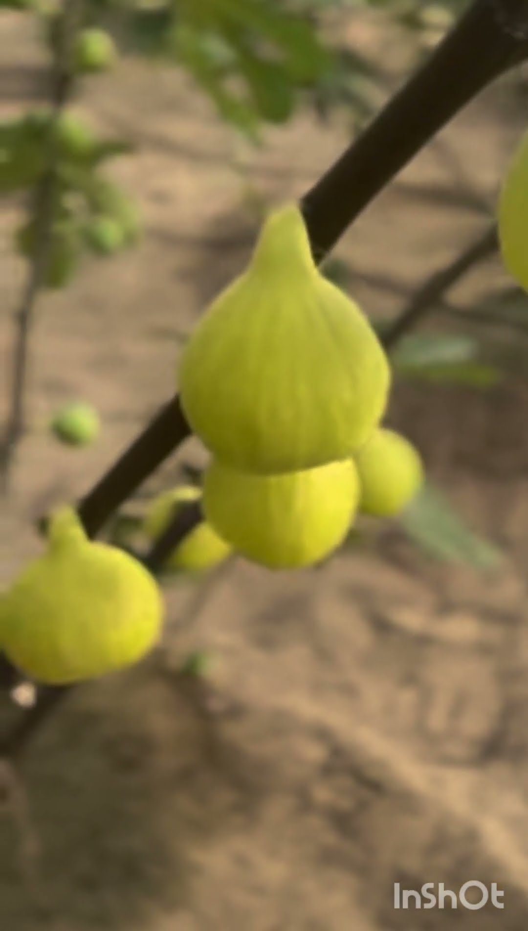 Arabic UAE Figs anjeer teen #youtube #youtubeshorts #ytshorts # #fruit ...