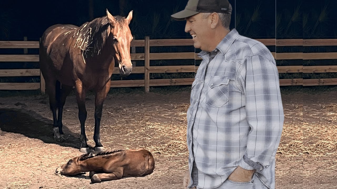 HORSE GIVES BIRTH TO A BEAUTIFUL COLT | THE WHOLE FOALING PROCESS - YouTube