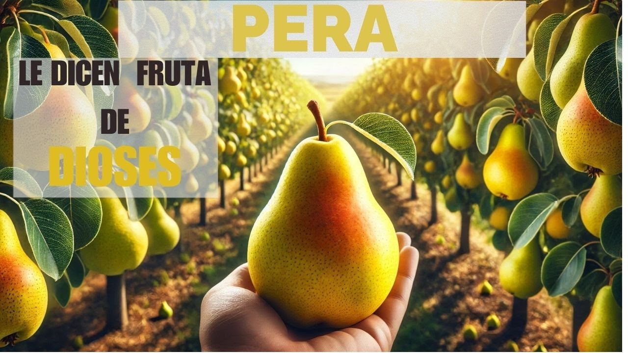 Árbol de Pera: Historia, Beneficios y Curiosidades 🍐 | Pear Tree: Facts ...