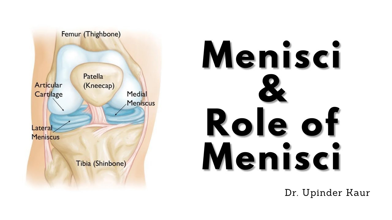 Menisci structure and functions - YouTube