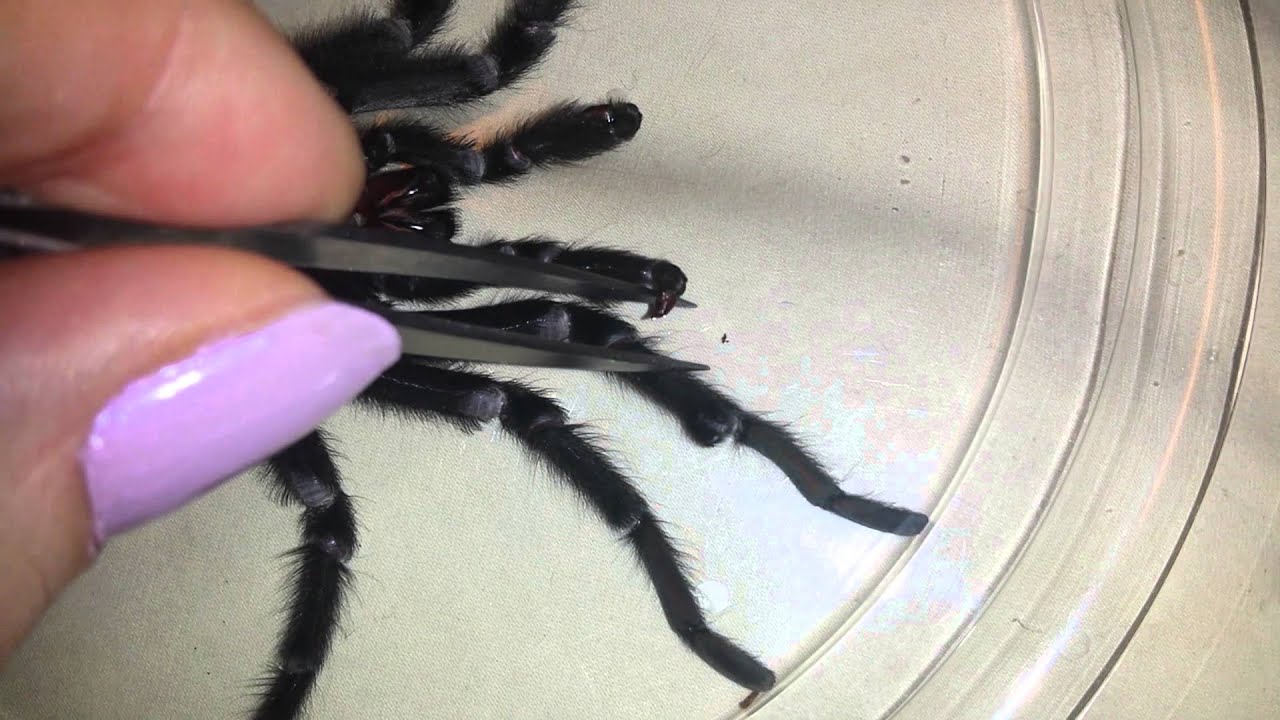 Mature male tarantula identifying characteristics - YouTube