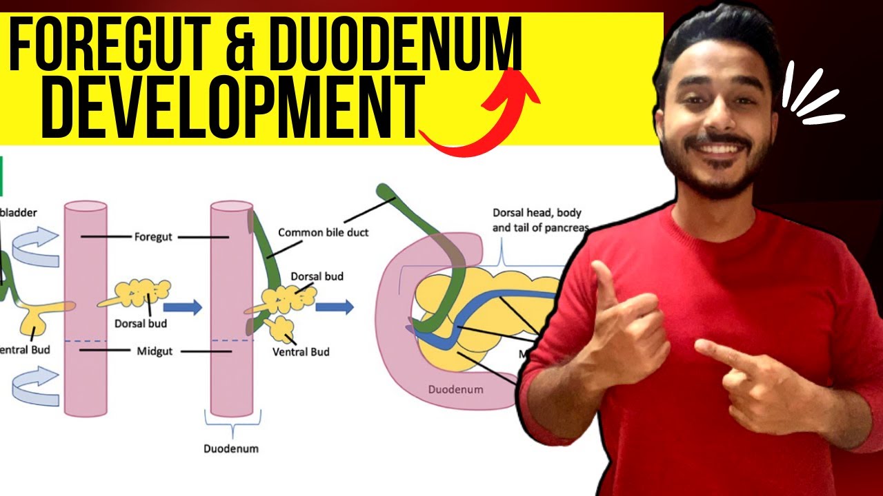 duodenum development embryology | foregut development embryology - YouTube