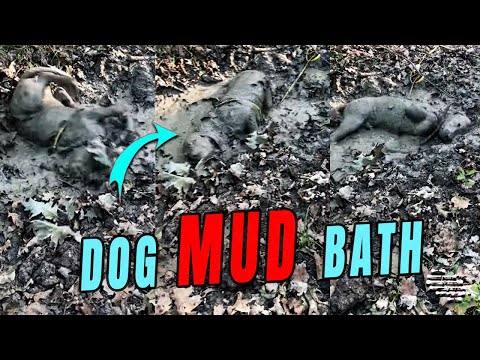 Dog Decided to Take a Mud Bath - YouTube