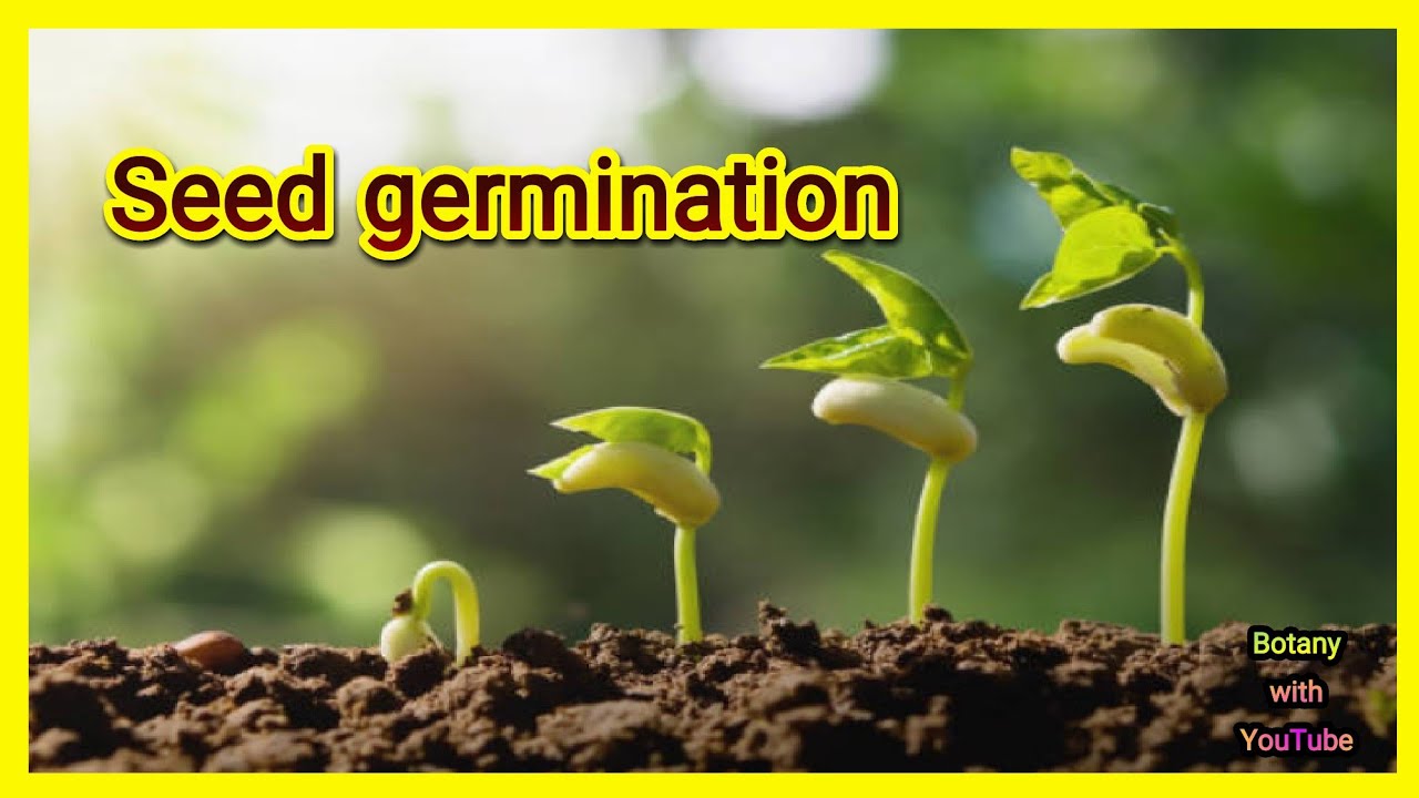Stages of seed germination | What is seed germination | Plant ...
