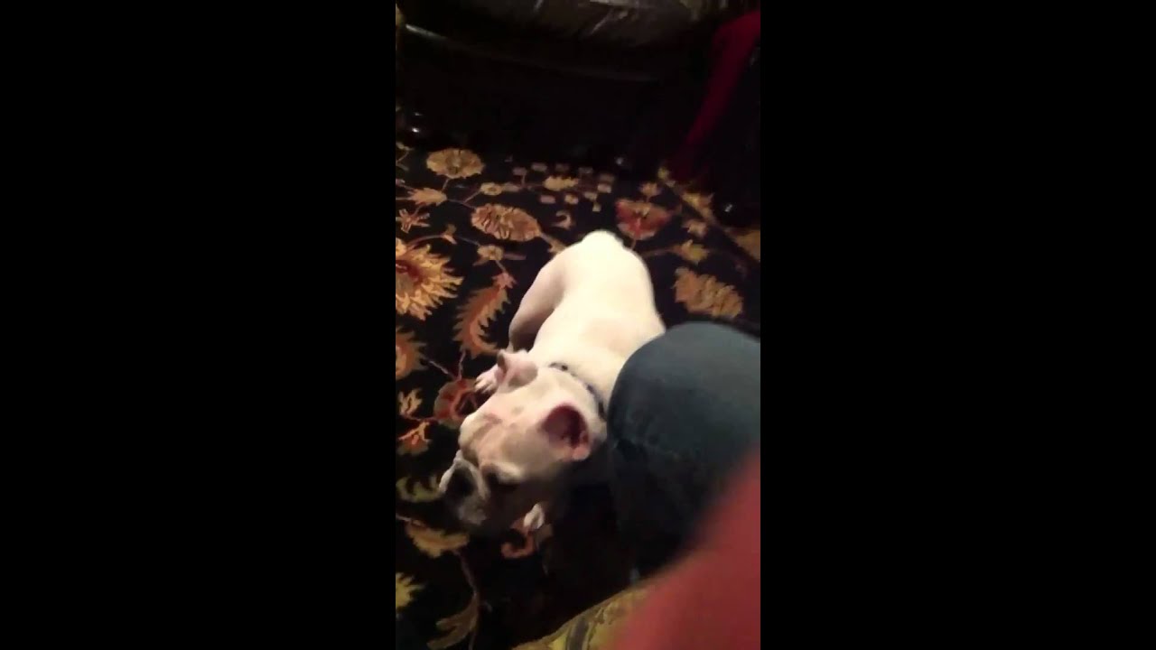 Dog humping leg - YouTube