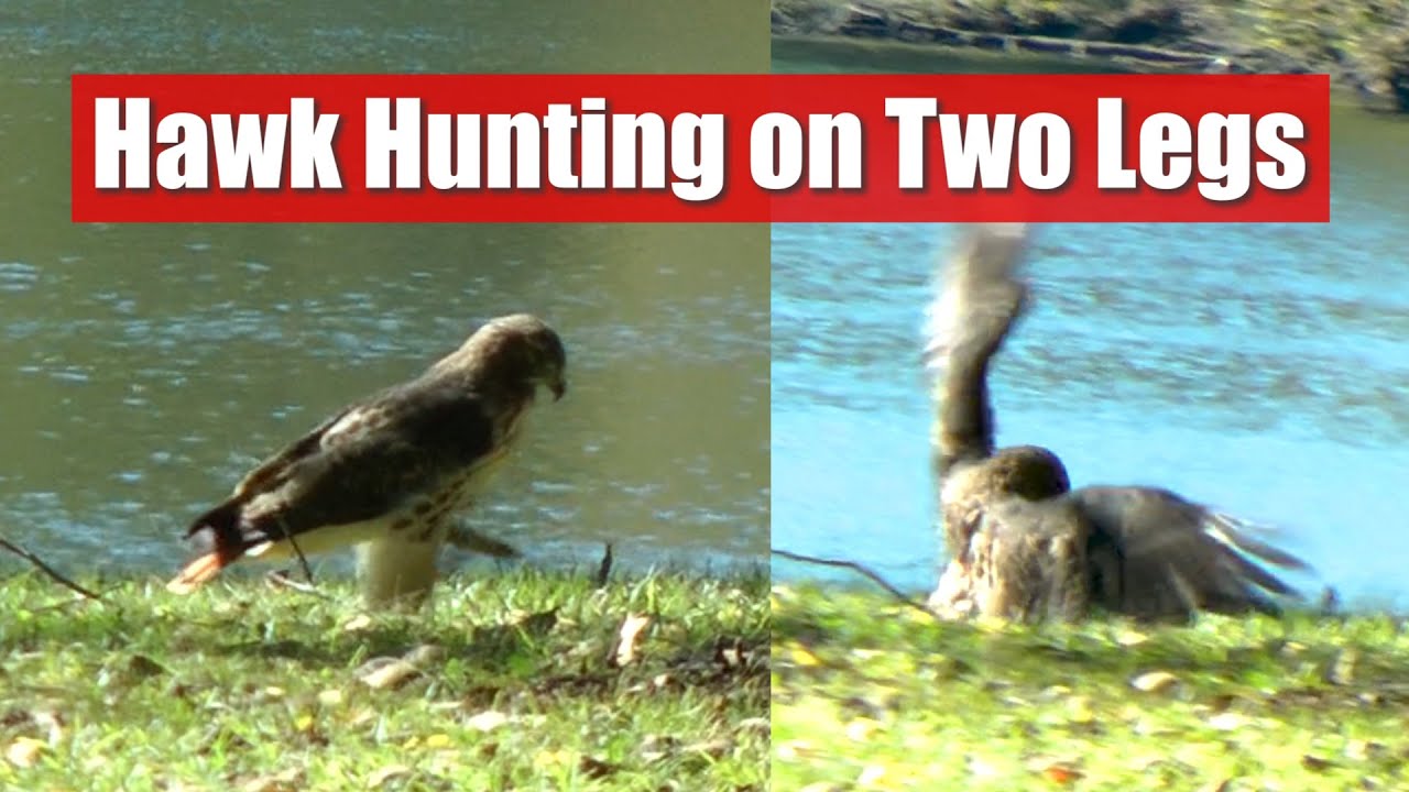 Red-Tailed Hawk Hunting on the Ground - YouTube