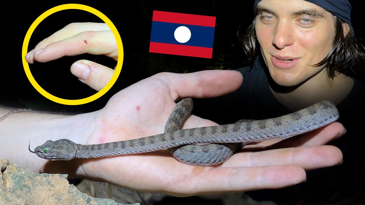Bitten by a Pit Viper. Herping Laos Ep.1 - YouTube