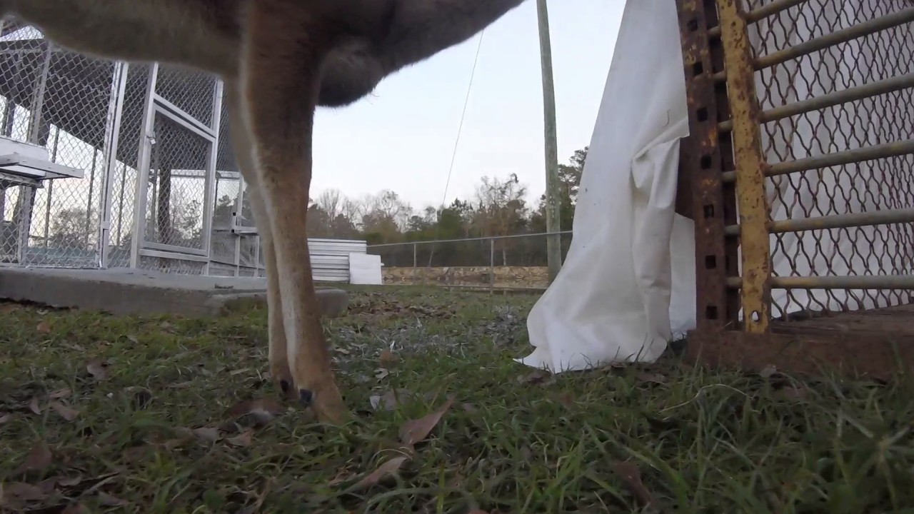 Deer Fun @ The Wildlife Sanctuary - YouTube
