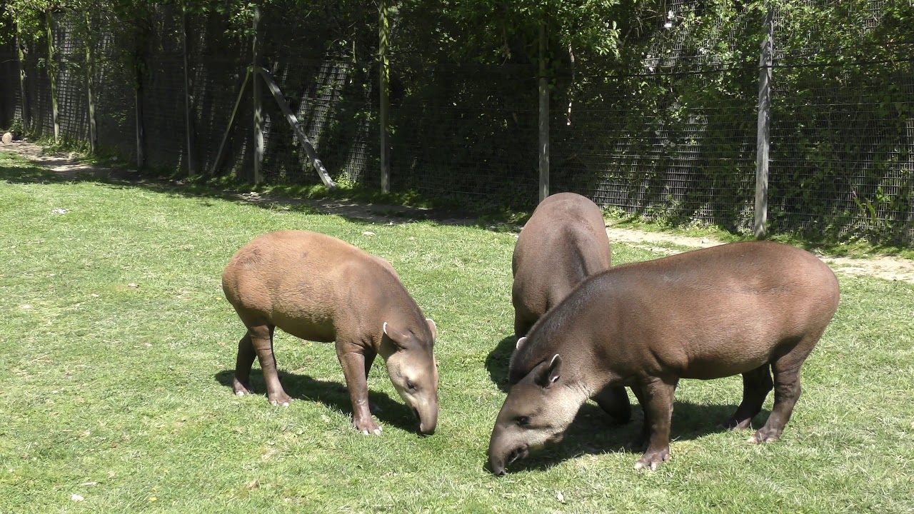 Brazilian Tapirs, Newquay Zoo (21st May 2019) - YouTube