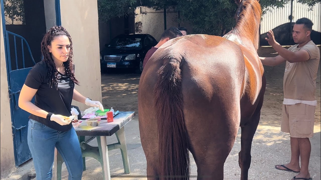 Horse Back pain and kissing spines injection - YouTube