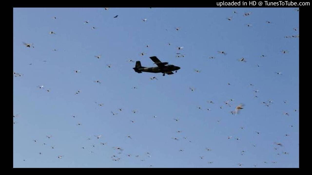 Enormous swarm of locusts in Africa – Near FM (2020) - YouTube