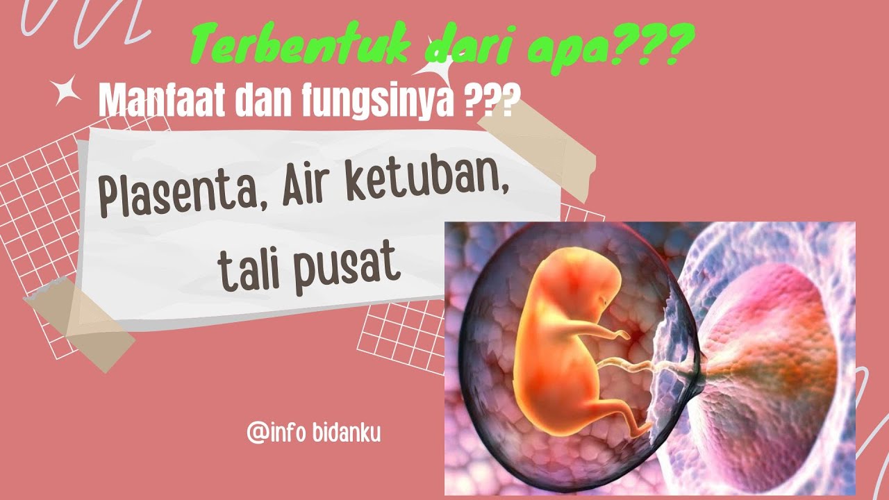 Plasenta (Ari-ari)| air ketuban | tali pusat | struktur dan fungsinya ...