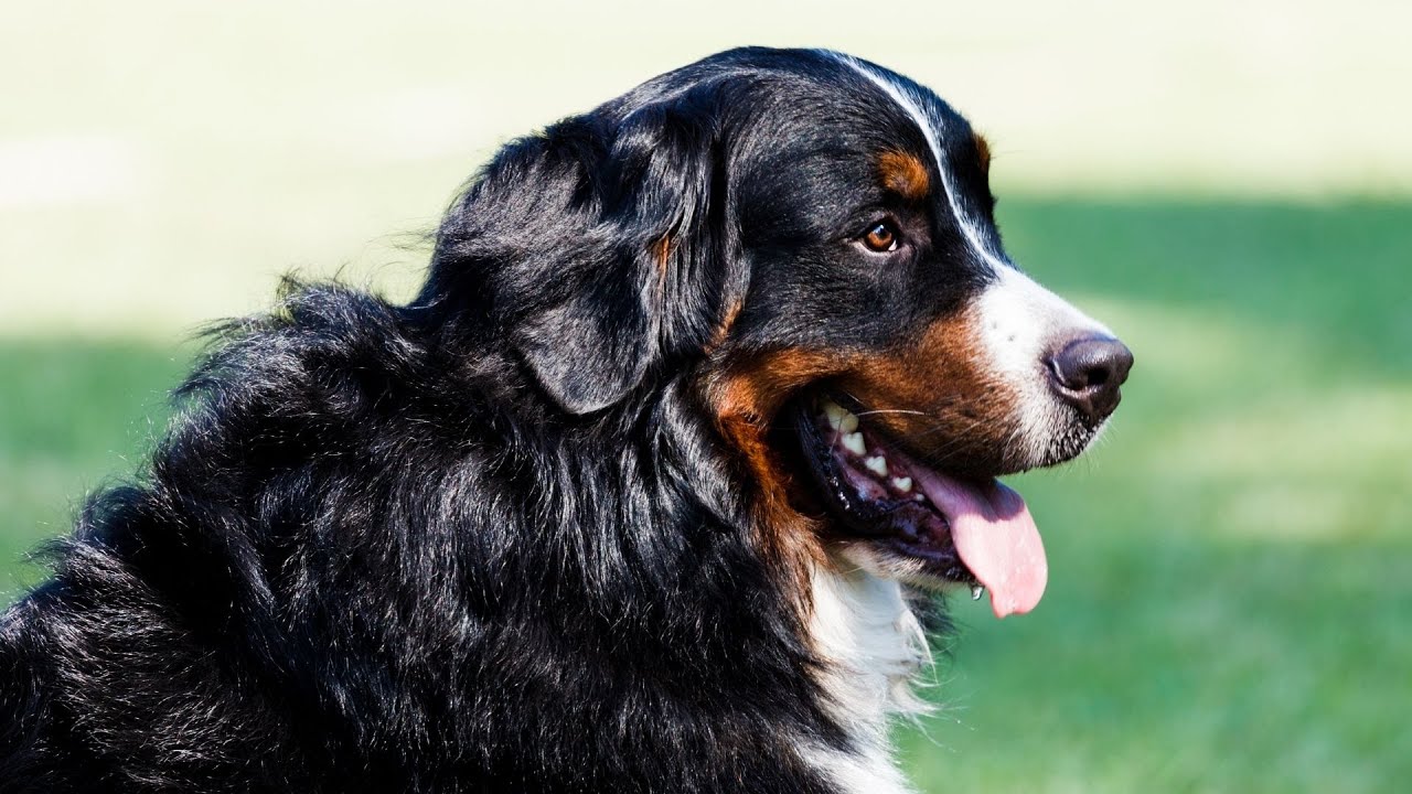 Bernese Mountain Dog and Working Roles Today - YouTube