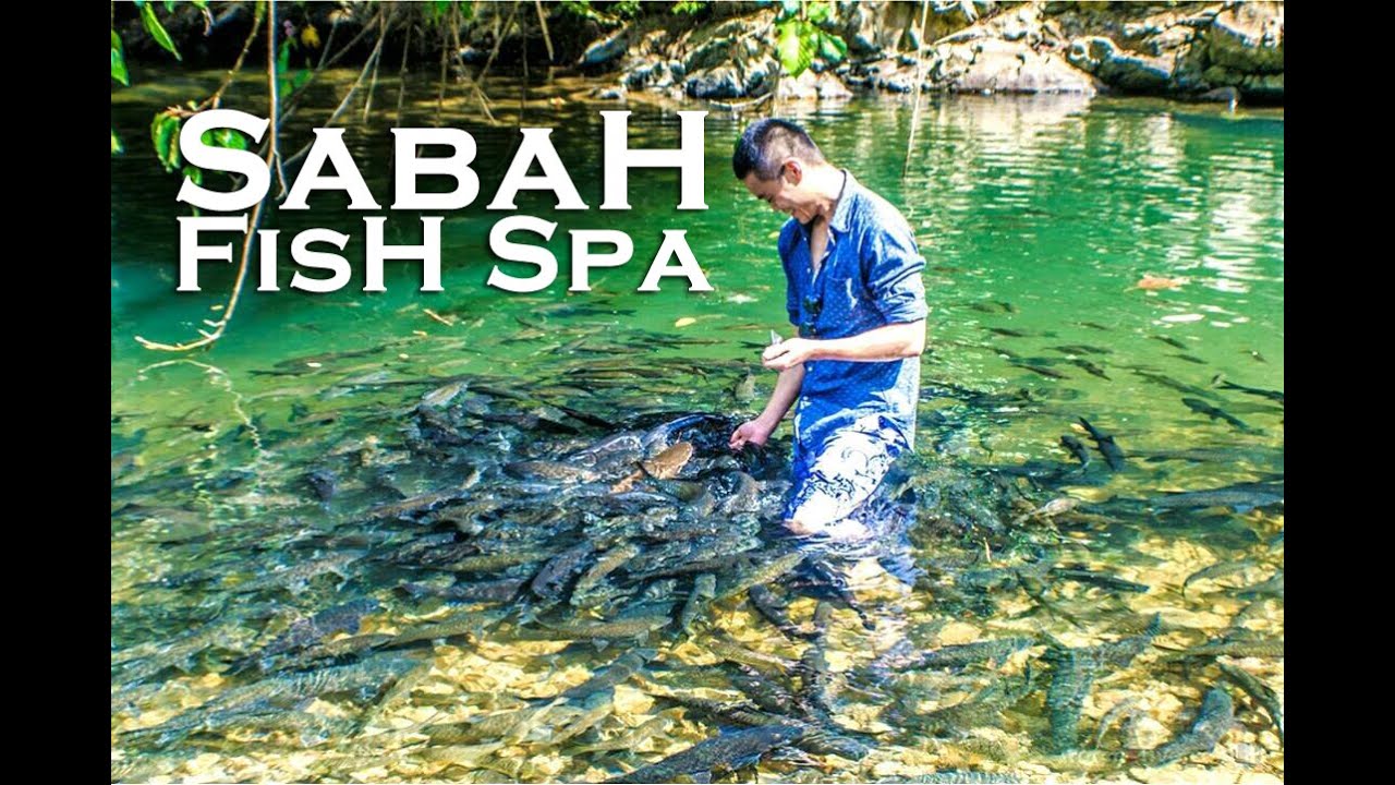 Kelah Sanctuary || Luanti Fish Spa Ranau Tempat Menarik di Ranau Sabah ...