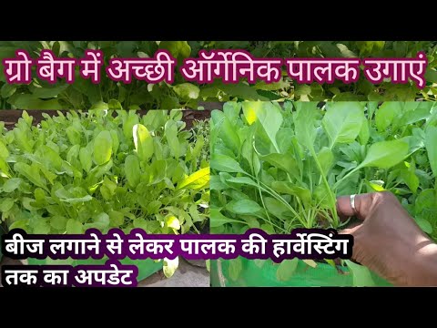 ग्रो बैग में अच्छी ऑर्गेनिक पालक उगाएं// How To Grow Palak At Home ...