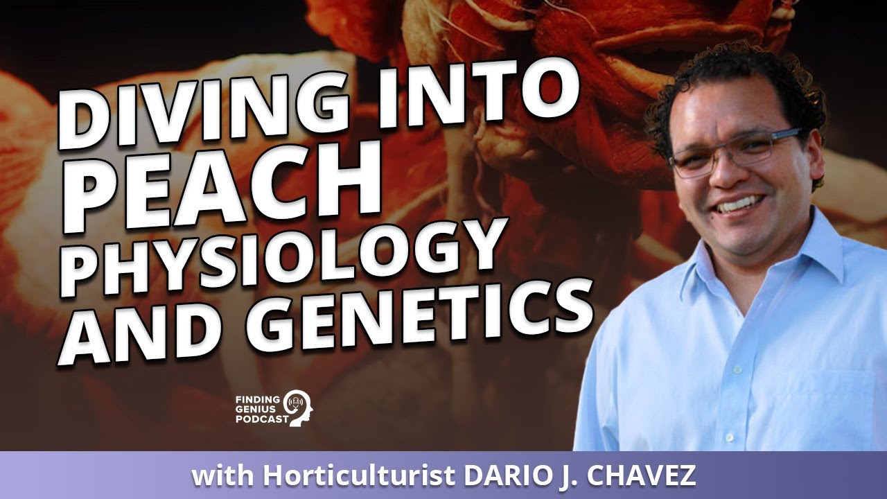 Diving Into Peach Physiology And Genetics With Horticulturist Dario J ...
