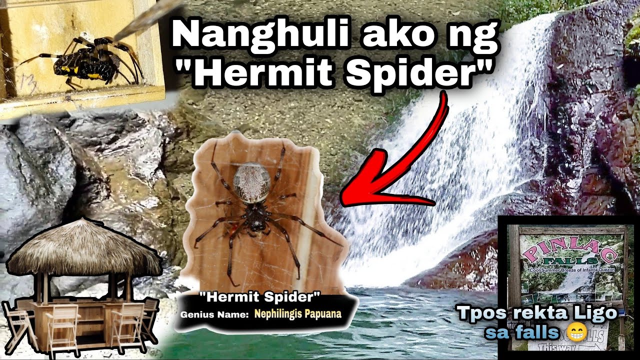 "Hermit Spider" ang Dami sa "PinlacFalls"😮 / Nephilingis Papuana" - YouTube