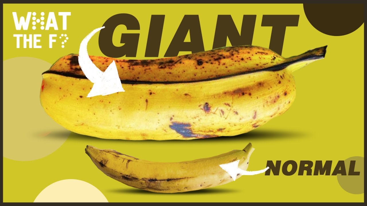 THIS IS THE BIGGEST YOU'VE EVER SEEN || The GIANT Highland Banana - YouTube