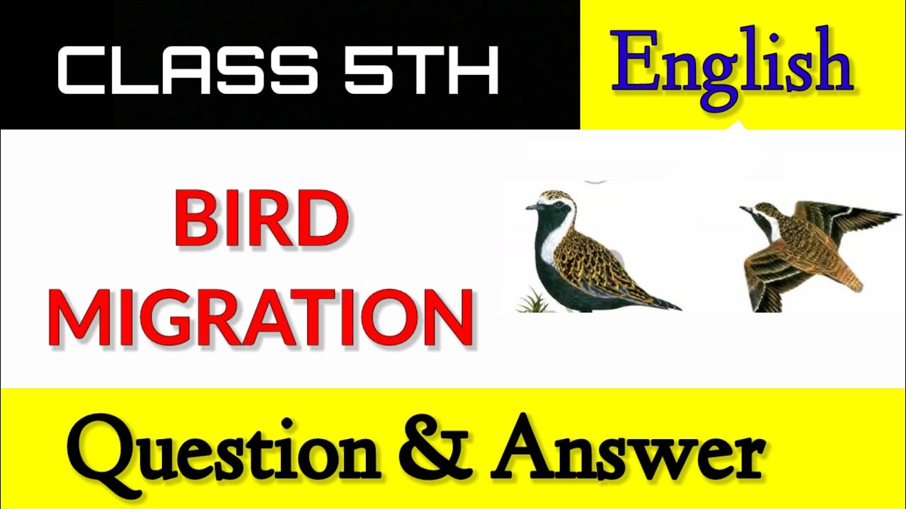 Bird Migration Question and Answer 5TH Standard l Unit - 4 l English ...