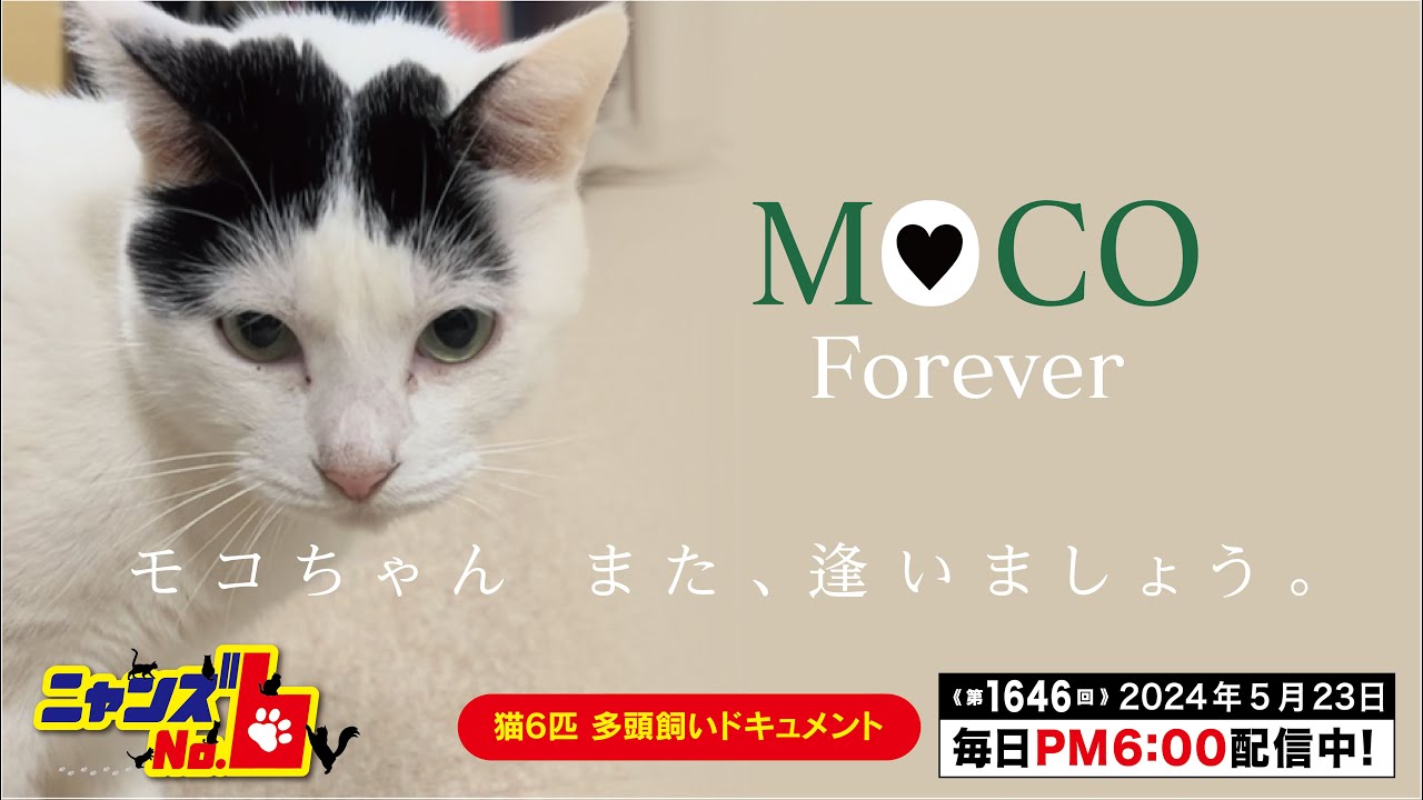 《第1646回》MOCO Forever モコちゃん また、逢いましょう。 - YouTube