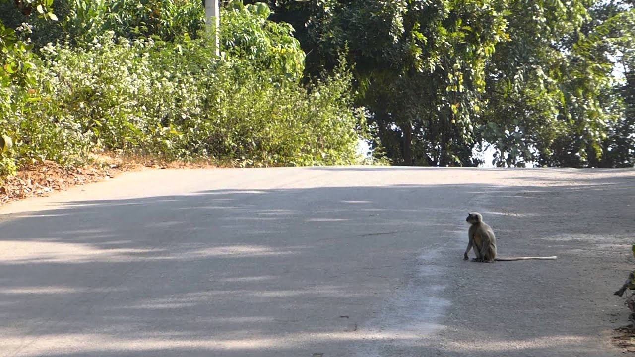 lots of monkeys crossing the road , goa . 2014 . hd 1080 ГОА - YouTube