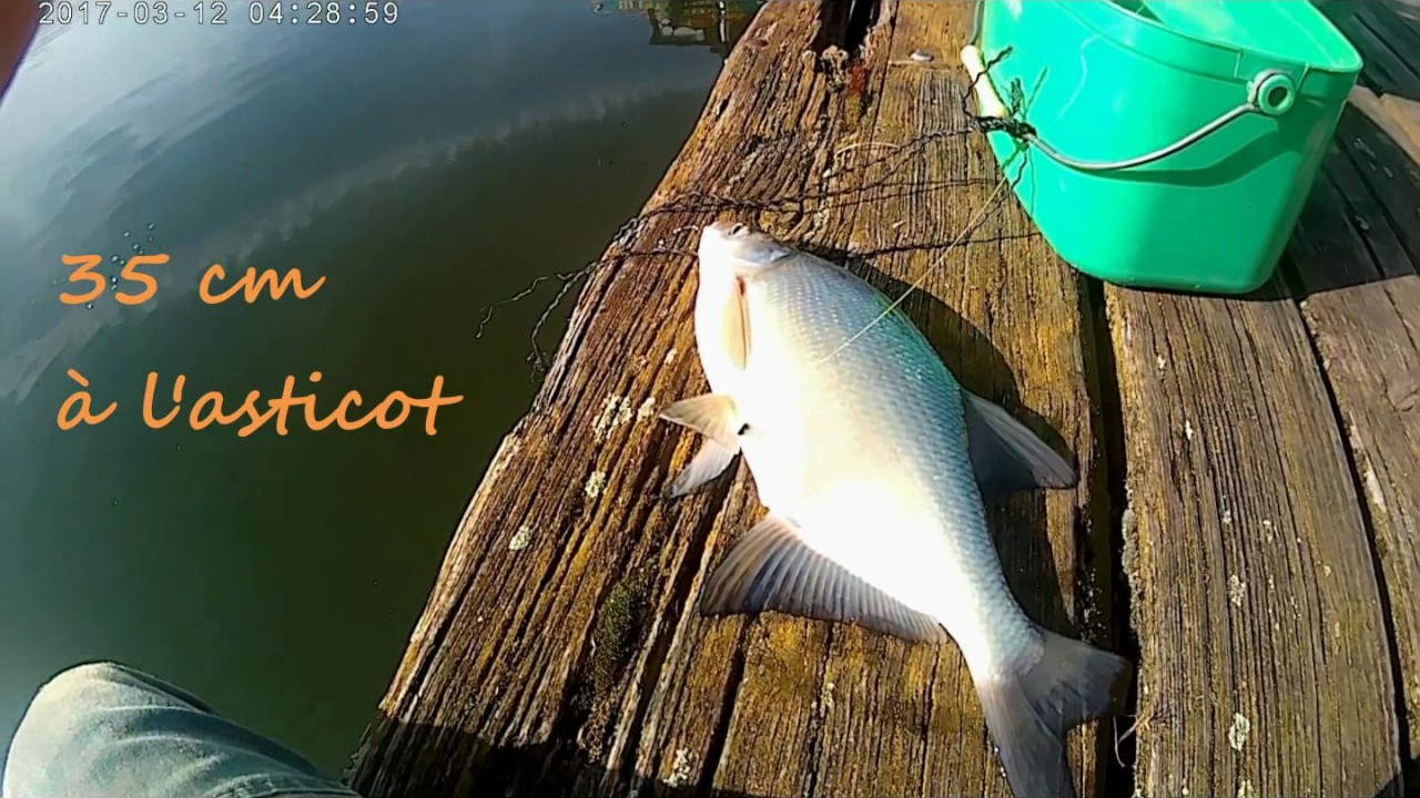 Compilation des poissons de mars 2017 - YouTube