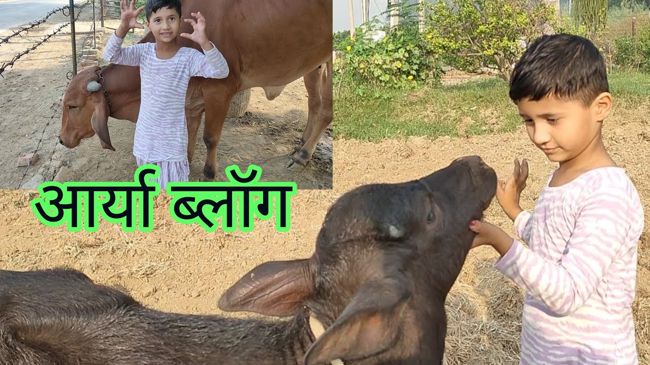 Aarya Blog || Aarya Blog With Animal || My Blog || Village Blogger ...