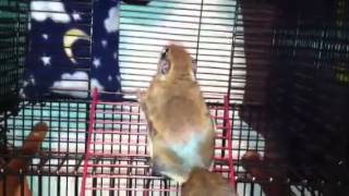 how to build a flying squirrel cage - Woodworking Challenge