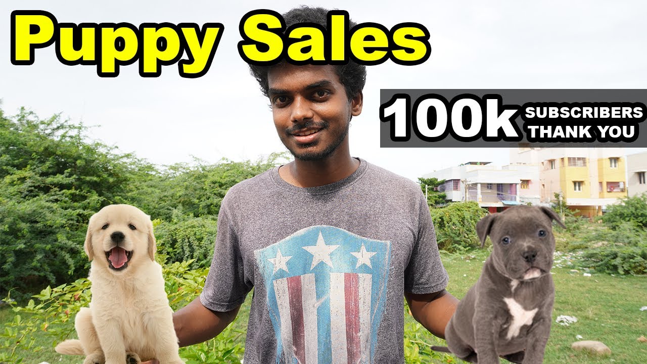 PUPPY FOR SALES \ DOG SALES \ Channel Update Vlog - YouTube