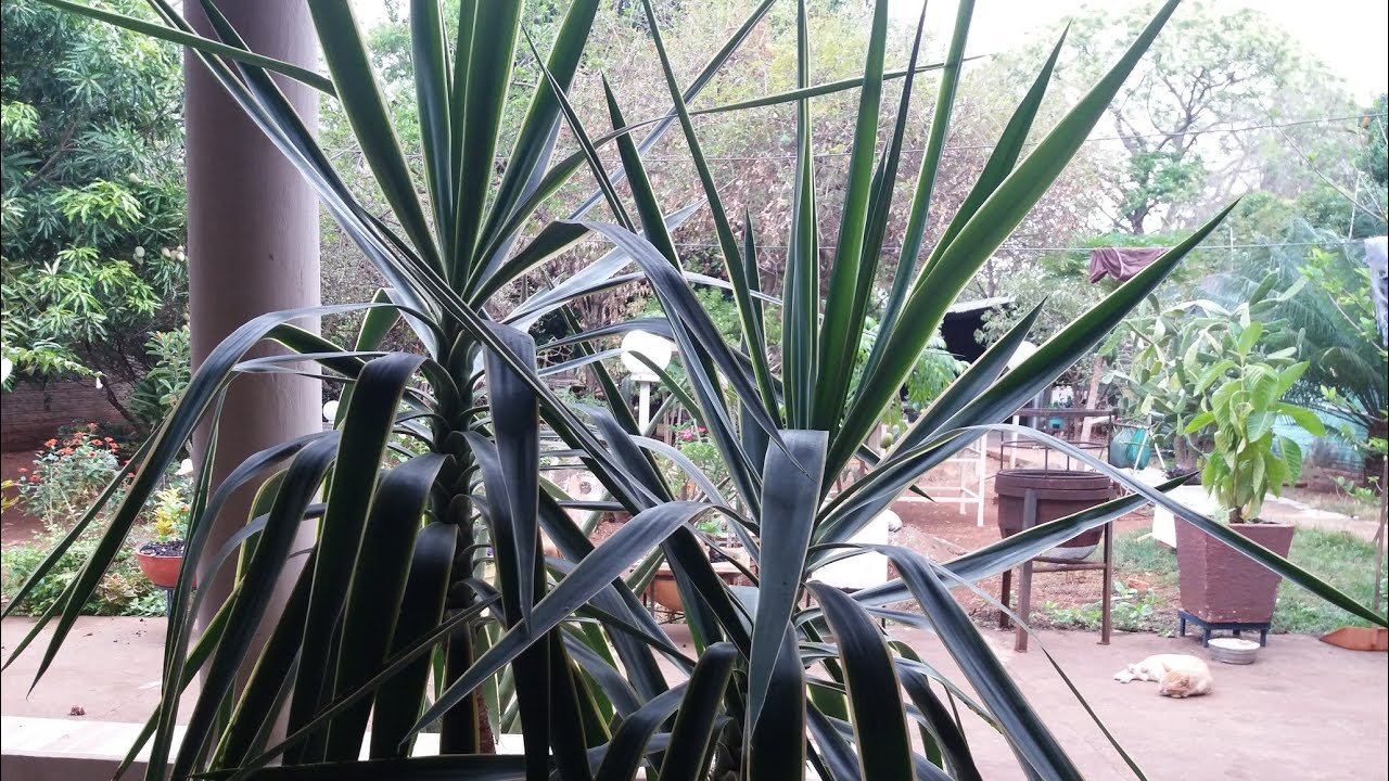 PLANTAS SIMPLES E BELAS. - YouTube