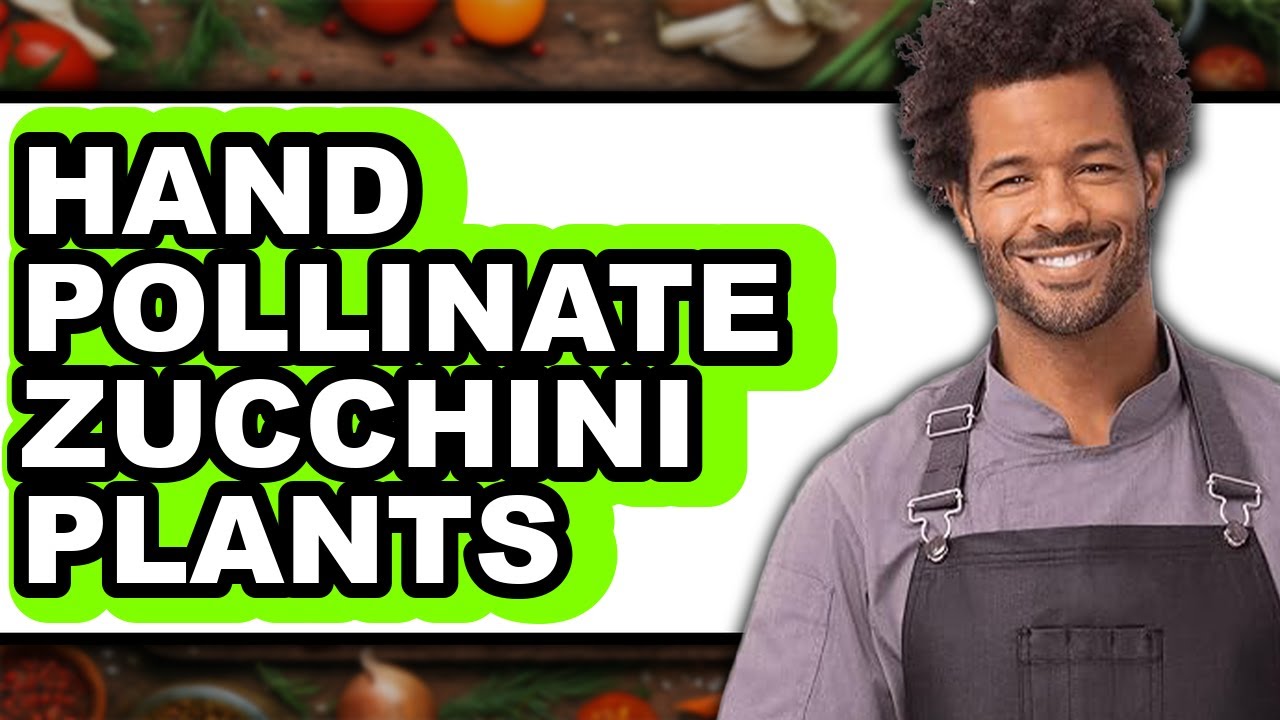 How To Hand Pollinate Zucchini Plants (Easy Method) - YouTube