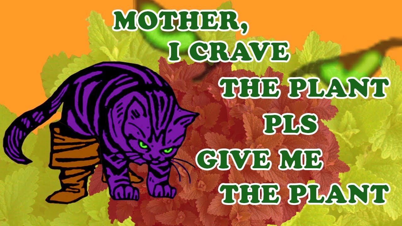 A Question About Catnip [ANIMATED] - YouTube