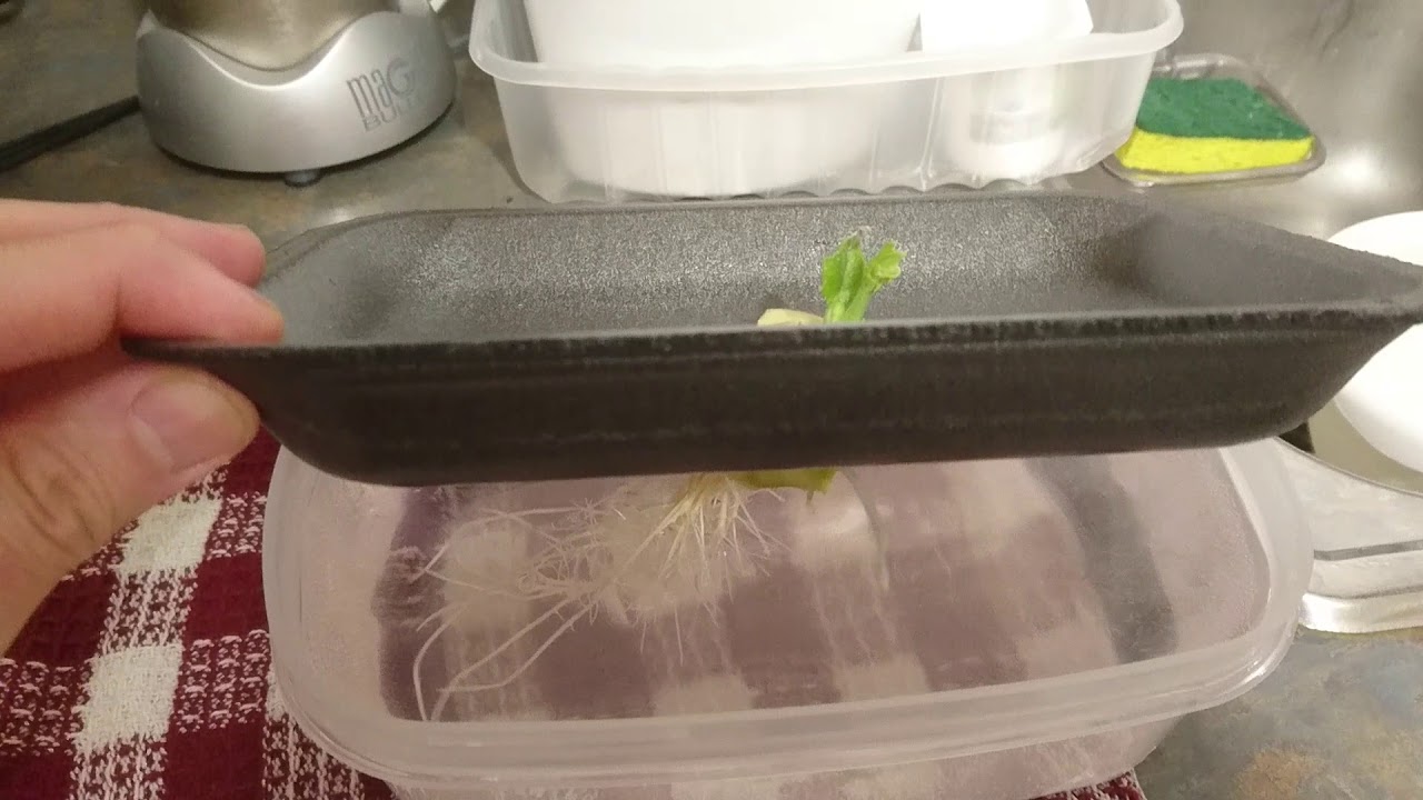 Dragon Beard Vegetable Growing Hydroponically (Chayote/Chocho Seed ...