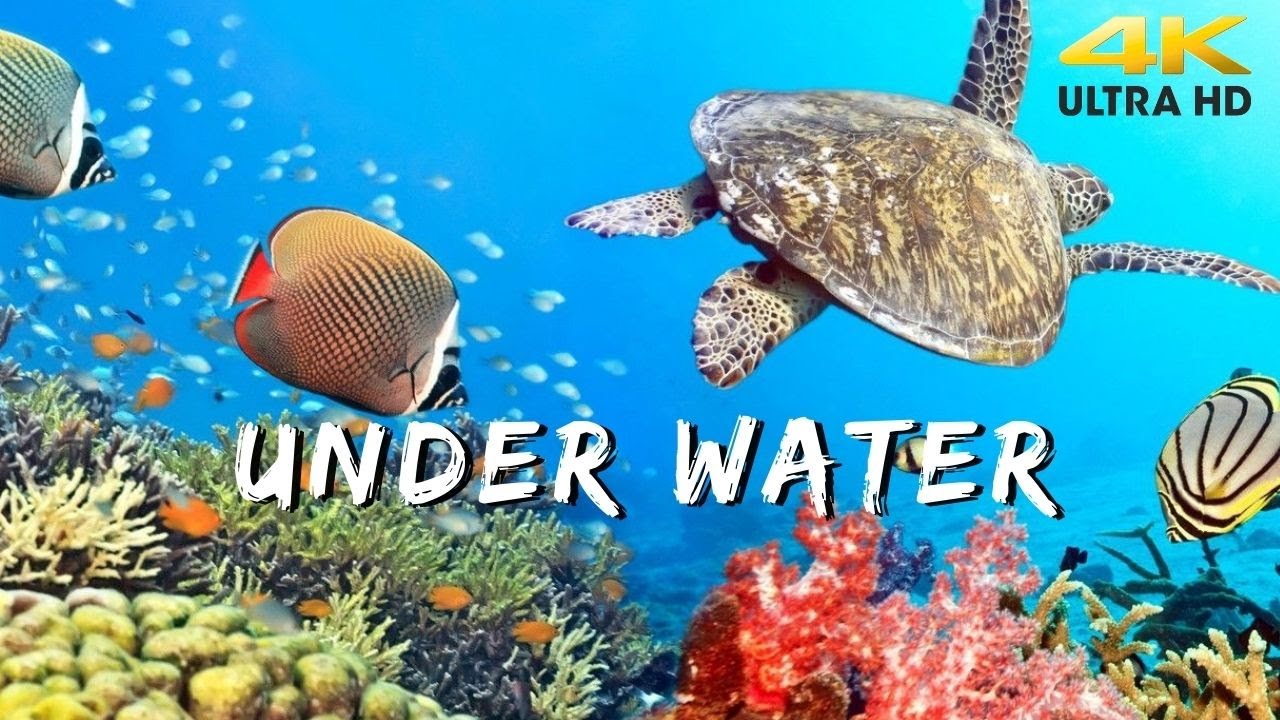 4K Ocean Creatures | 4k underwater Fish | Ultra HD nature | underwater ...