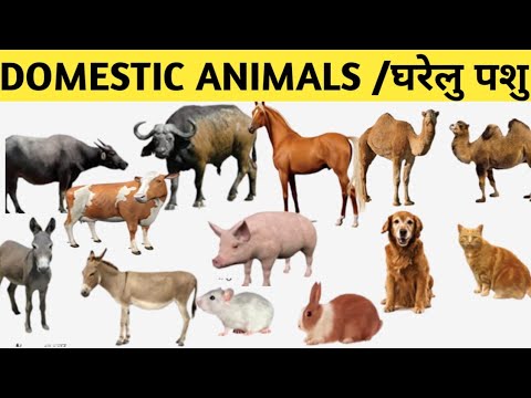 Paltu pasho k Naam | Gharelu Pashu | Domestic Animals name| Pets ...