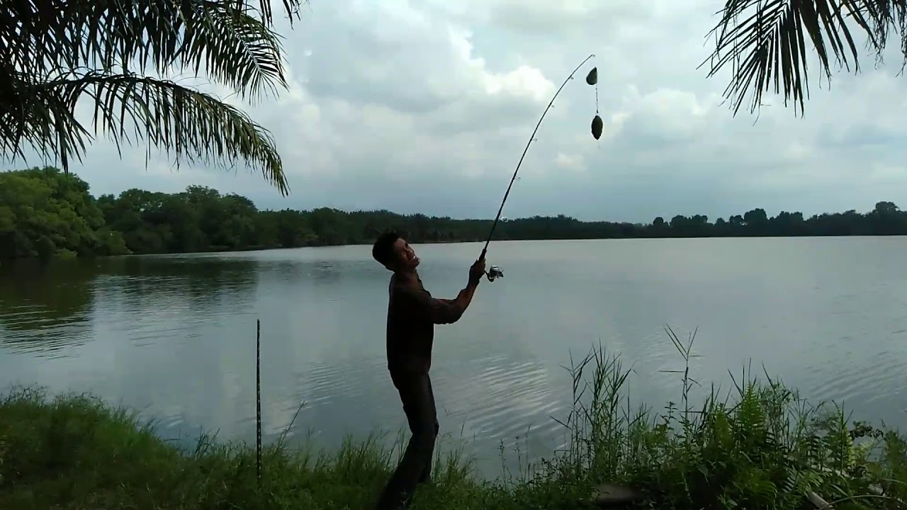 umpan ikan.patin ikan ruhu dan ikan tongsan - YouTube