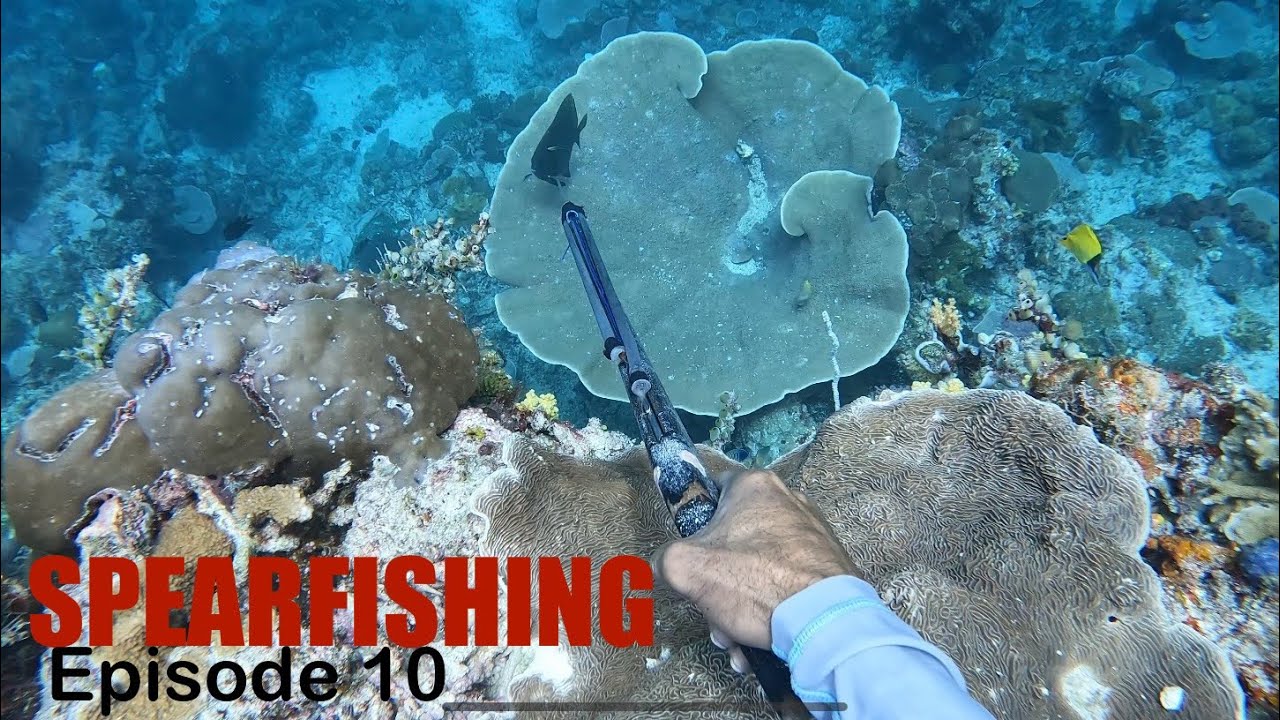 DIVE 010 #spearfishing #fishing #island - YouTube