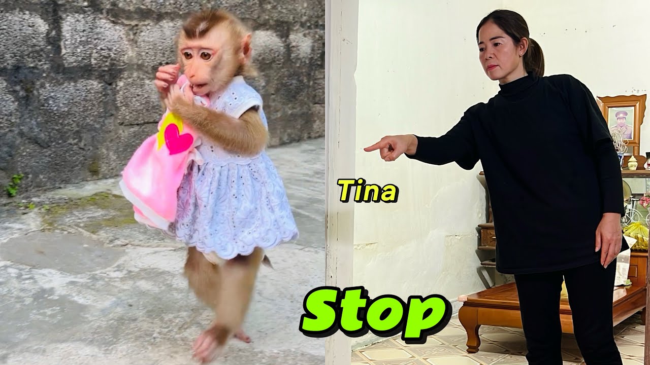 Monkey Tina took the new shirt to give to the kitten when the mother ...