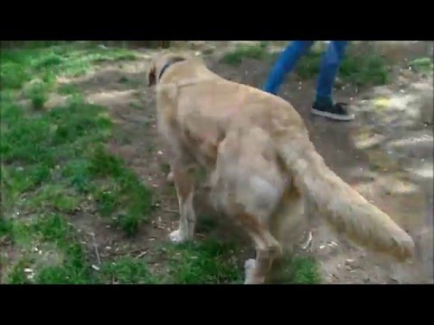 Sevmek için fazla mı mülteci? (Kısa Film)
