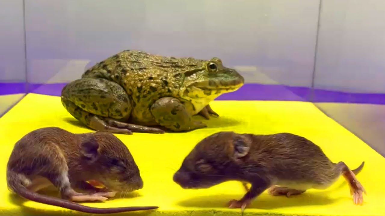 Giant African Bullfrog eats adult mice【LIVE FOOD WARNING】 - YouTube