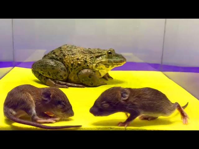 Frog Eating Mouse