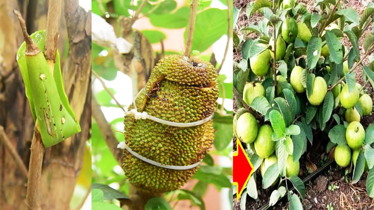 How to Air Layering Guava Tree and Growing Guava from Cutting {New ...
