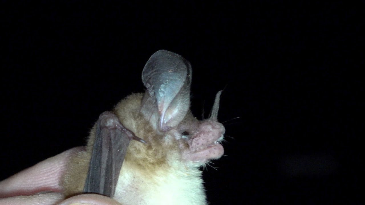 The Northern Big-eared Bat - YouTube